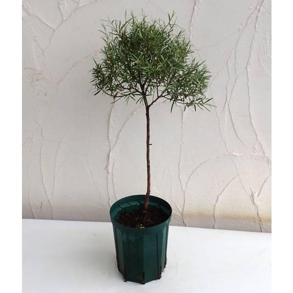 ★入荷から日数が経ったためセール価格となりました。商品の状態は画像と異なる場合があります。★オーストラリアのネイティブプランツ、シルバーがかった細葉のティーツリーです。葉の色が美しく、庭園や寄せ植えなど様々なシーンにご利用いただけます。樹高...