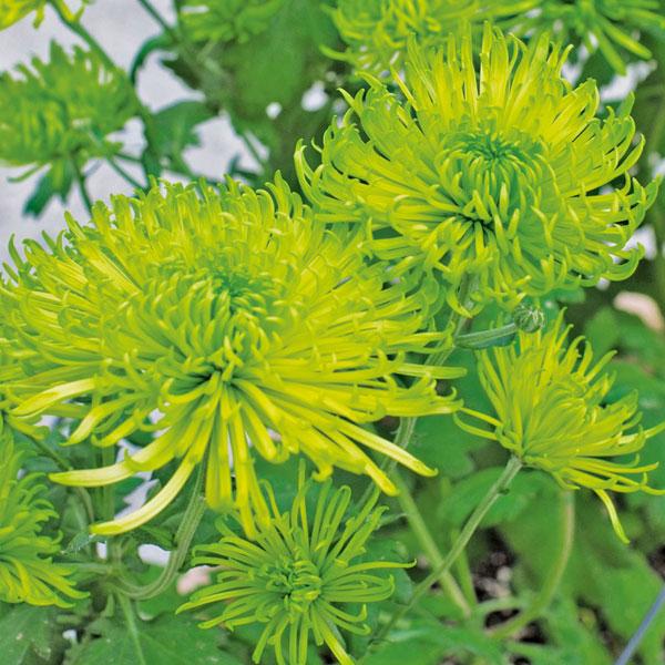 モダンな印象の緑系の菊苗です。和のイメージの菊と異なり、フラワーアレンジメントにも多用されるアーティスティックな色合いと質感が人気です。※緑菊は肥料不足や日光の当て過ぎにより、本来の花色が出ないことがあります。通常の菊よりも肥料の要求度が高...