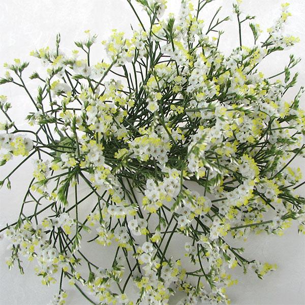 スターチスはいろいろに使えてとても便利な草花です。花壇に、切り花としてフラワーアレンジメントに、そしてドライフラワーに、鮮やかな花色が映えます。「銀河」シリーズはプロの農家さん用の品種で、一般的なスターチスより耐寒性が強く強健です。透けるよ...