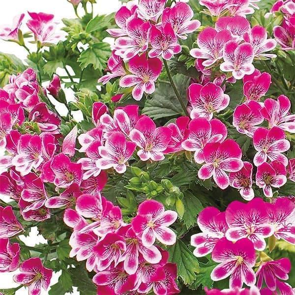 連続開花性に優れ、たくさんの花が株を覆うように咲くペラルゴニウムです。ボリュームのある株と花付きを実現したグランパッソシリーズ。従来のペラルゴニウムにはなかった優れた分枝性を持ち、花数がとても多いのが特徴です。早春から初夏まで花をお楽しみい...