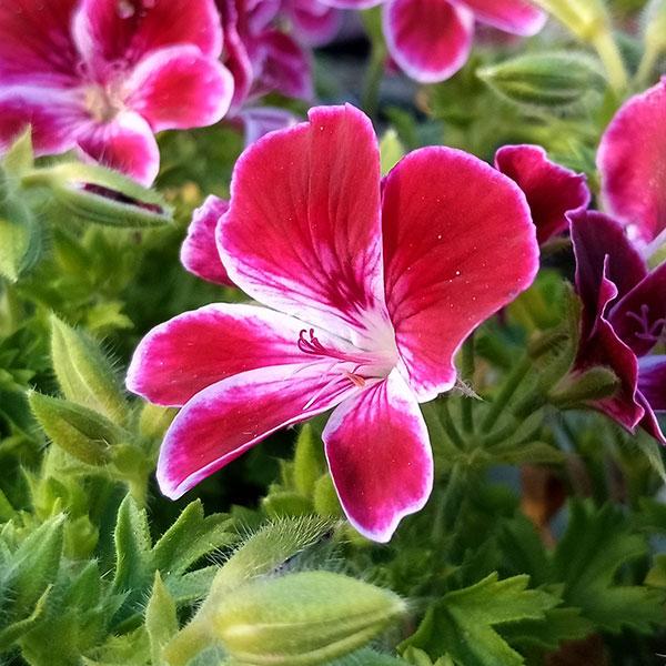 連続開花性に優れ、たくさんの花が株を覆うように咲くペラルゴニウムです。ボリュームのある株と花付きを実現したグランパッソシリーズ。従来のペラルゴニウムにはなかった優れた分枝性を持ち、花数がとても多いのが特徴です。早春から初夏まで花をお楽しみい...