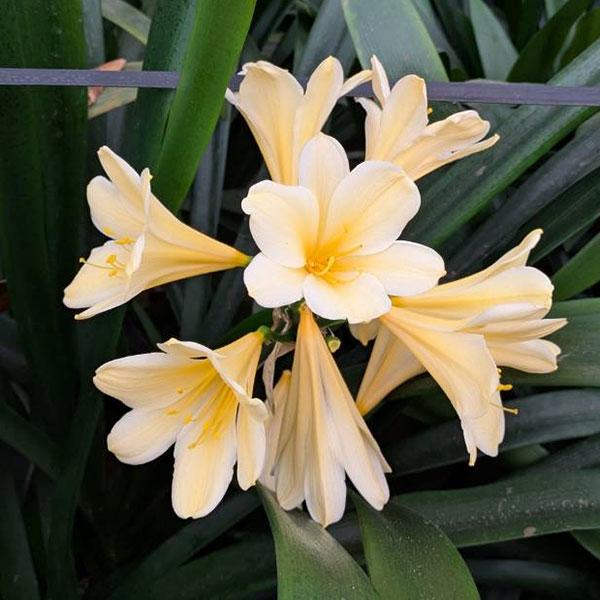 100％黄花で開花する黄花クンシランの苗です。国内に初めて黄花君子蘭を導入した、三宅花卉園の苗で、安定した花色の株です。原産地は南アフリカ・ナタール地方で、世界的に希少な系統です。花色は美しいレモンイエローで気品があります。栽培管理は一般的...
