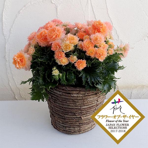 豪華で美しい、大輪のエラチオールベゴニアです。花の縁に切れ込みが入り雪の結晶のような花形で、花色がグリーンからオレンジに変化します。花持ちも抜群に良いです。2017春豊明花き市場のコンテストの一般審査でベストプランツを受賞した話題の品種。 ...