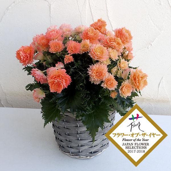 豪華で美しい、大輪のエラチオールベゴニアです。花の縁に切れ込みが入り雪の結晶のような花形で、花色がグリーンからオレンジに変化します。花持ちも抜群に良いです。2017春豊明花き市場のコンテストの一般審査でベストプランツを受賞した話題の品種。 ...