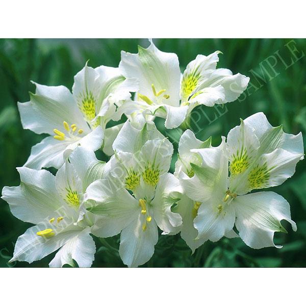 わい性のガーデンアルストロメリアです。鉢植え、庭植えでカラフルなお花を楽しむことができます。開花期が長く、美しい花が楽しめます。ペレグリナ アルバは白系の大輪品種。草丈が低いので、鉢植えにするとこんもりと姿よくまとまります。※詳しい商品説明...