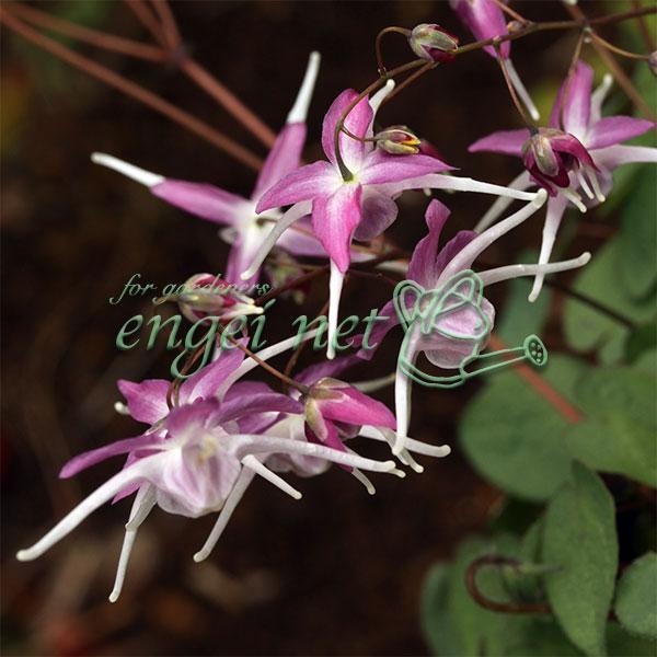 イカリソウは主に北海道の中部から本州の日本海側に自生する山野草で、船の碇（イカリ）に似た花をつけることからこの名がついています。日向でも日陰でも育てられます。観賞用や薬用として栽培されます。お庭の下草としておすすめです。※詳しい商品説明は下...