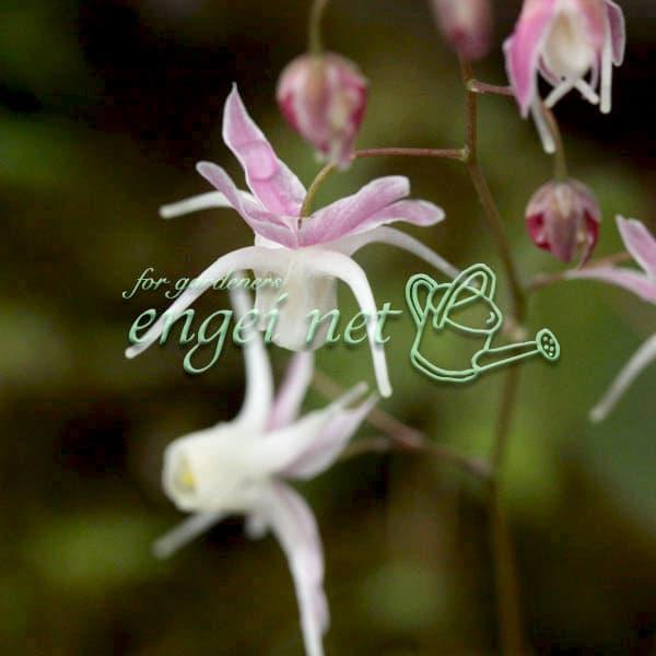 イカリソウは主に北海道の中部から本州の日本海側に自生する山野草で、船の碇（イカリ）に似た花をつけることからこの名がついています。原種や交配種が多く、コレクションしたくなる植物です。※詳しい商品説明は下のほうに記載があります