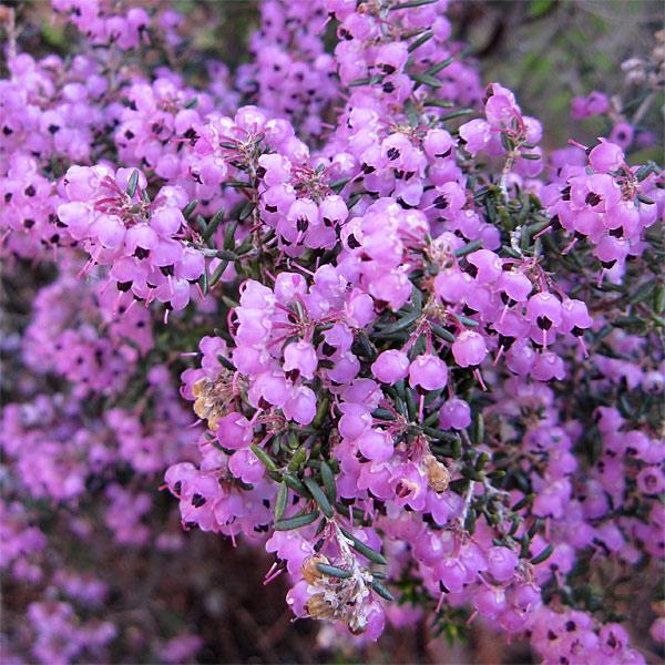 小さな花お届をいっぱいにつけるエリカ(ヒース）はヨーロッパ及び南アフリカ原産の低木。荒れた酸性土壌に育ち、ベル型の花を咲かせます。ジャノメエリカは南アフリカ系品種。夏の高温に比較的強い品種です。冬の寒さは苦手ですが、関東地方以南では庭木や生...