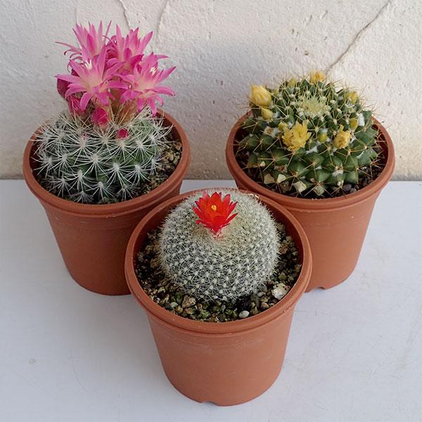 ★つぼみの状況でお届け予定より前後する場合がございます★花サボテンは、花の鑑賞を目的に作られたサボテンの交配種で、様々な品種があります。花が大きく色鮮やかなものが多く、サボテンの草姿だけでなく花も鑑賞できるので、栽培の楽しみが多い品種です。...