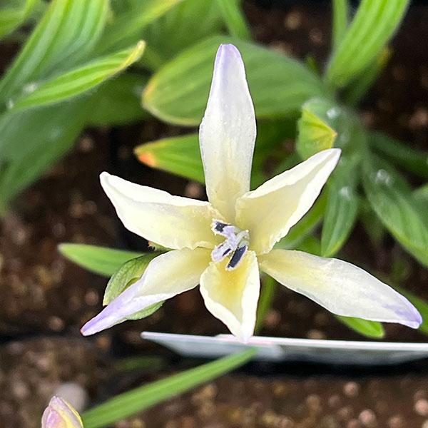 ★開花が進んでいるため特価です。お届け時期により花後となる場合があります★★入荷から日数が経ったためセール価格となりました。商品の状態は画像と異なる場合があります。★バビアナは南アフリカ原産のアヤメ科の球根植物です。オドラータは香りの強い原...