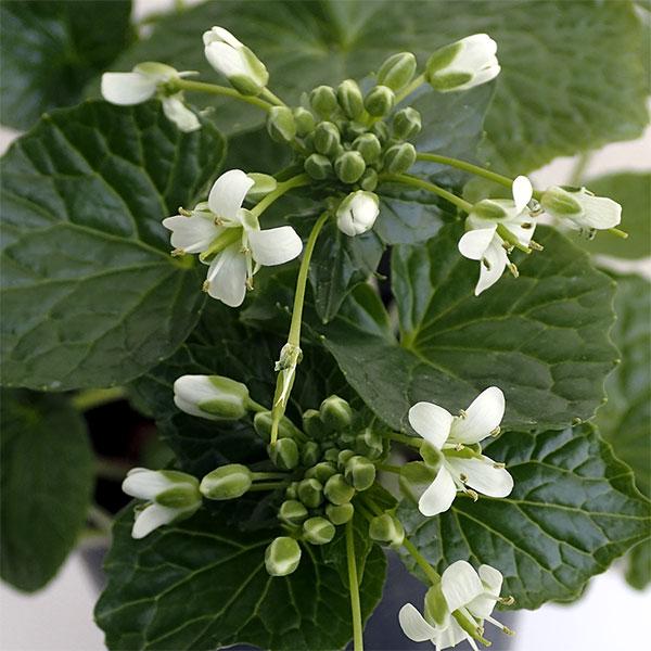 食べておいしい！育てて楽しいわさびの苗！わさび生産の本場、静岡県の天城地方のわさびの実生苗を、2年をかけて大きくした株です。戸外の半日陰でこのまま育ててください。生産地ではワサビ沢と呼ばれる清流の中で栽培されますが、鉢植えや畑でも育ちます。...