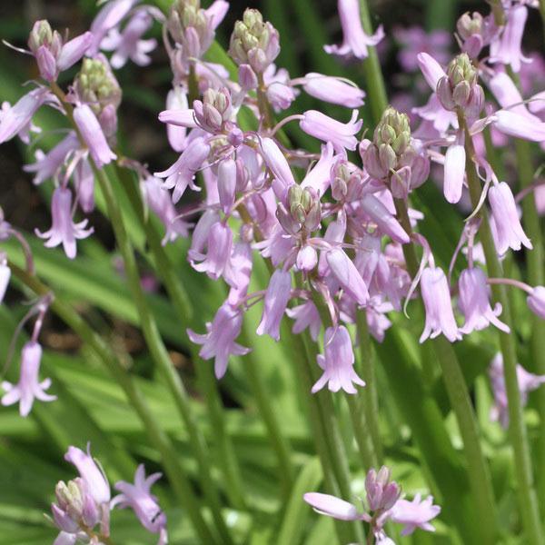 球根つりがね草（シラーカンパニュラータ）です。パステルカラーの花房が春を彩ります。耐寒性があり、とても丈夫で、どんな花とも合いますので、寄せ植えや切花に最適。※詳しい商品説明は下のほうに記載があります