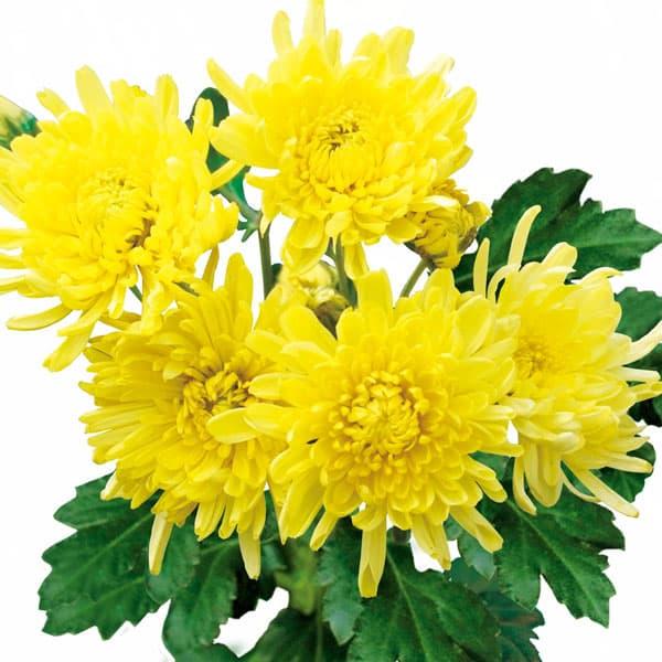 食用菊は花弁を食用にする菊です。菊の花びらを食用にすることは、江戸時代から始まったと言われており、観賞用として栽培されていた菊から苦みが少なく、甘みがあり香りの良いものが選抜されています。菊は優れた薬効をもつ植物として古くから知らせており、...