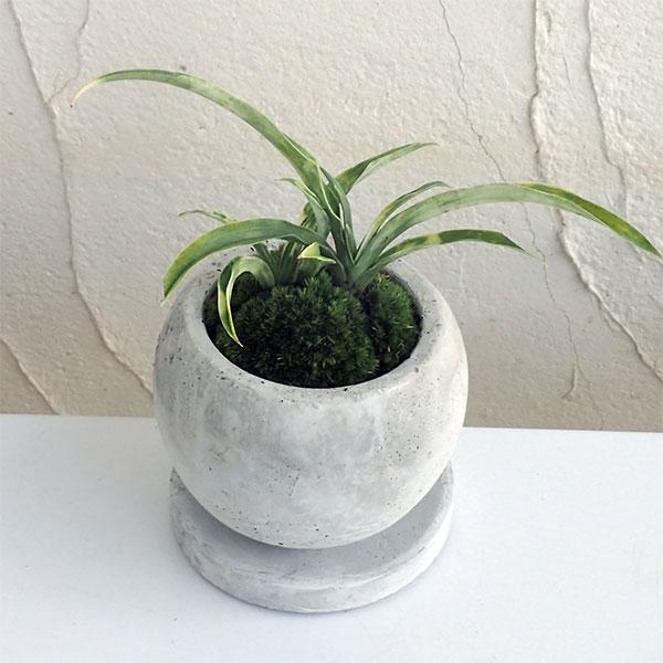 そのまま飾れる植え込みタイプ。姫牡丹(ひめぼたん)は凛とした美しい葉姿が人気の高級オモトです。非常に丈夫で地植えにも向いています。花は咲かず実は付きません。古来から、庭にオモトを植えると災難を防ぎ万年も家が栄えつづけるとされ、引越しの際新居...