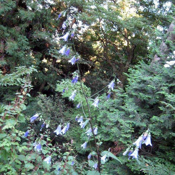 大型になるシャジンの仲間で、7〜9月にベル型の紫色の花を次々と咲かせます。春の若い芽はおひたしやあえものとして食用にすることもできます。また、のどの調子がよくなると古くから言われ、薬草としても利用されます。※詳しい商品説明は下のほうに記載が...