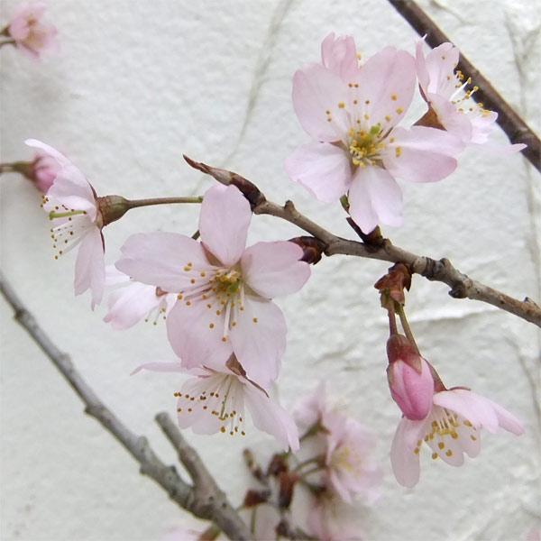啓翁桜（ケイオウザクラ）はシナミザクラとカンヒザクラの雑種と推定されており、敬翁桜、東海桜とも呼ばれます。淡い紅紫色の小輪一重花。3月中旬から下旬に開花します。樹勢が強く、切り花桜の代表的な品種です。木が小さく剪定にも強いので、家庭でも栽培...