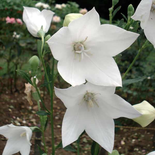 キキョウは万葉の時代から愛され、秋の七草に数えられる和の花。初夏から開花し始め、清楚な雰囲気が魅力です。耐寒性の強い強健な宿根草で、どんな土地でもよく育ちます。五月雨桔梗（さみだれききょう）は早生タイプの切花向きの高性種で、草丈が80〜10...
