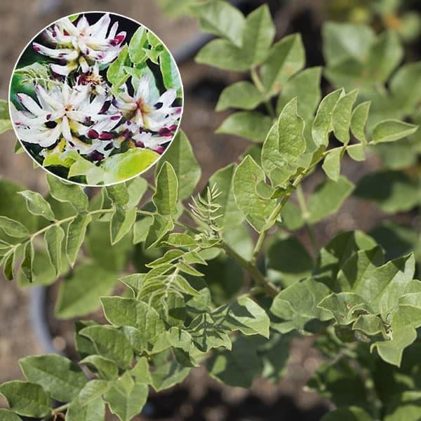 ウラルカンゾウは地中海地方からアジアなど広い範囲に生育するマメ科の多年草で、根に非常に強い甘味があり、食品などに広く利用されています。根を乾燥させたものは漢方薬として利用されます。甘味料として醤油や菓子などにも使われています。夏から秋にかけ...