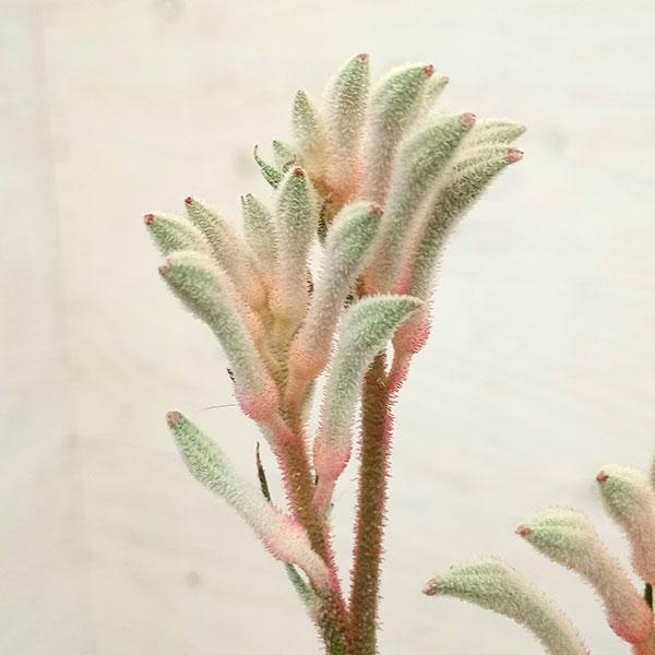 カンガルーポー（アニゴザントス）はオーストラリア南西部に自生する多年草。細い葉を茂らせ、花茎をたくさん立ち上げて花の表面に細かな毛がびっしり生えた筒状の花を咲かせます。独特の花姿が面白く、鉢植えで楽しめます。花は水揚げが良いので切花としても...