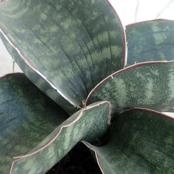 シャープな株姿が美しい観葉植物、サンセベリア。丈夫で育てやすく、耐陰性もあるので室内で長くお楽しみいただけます。葉の形や模様などのバリエーションに富み、品種が豊富でコレクションするのも楽しいアイテムです。ドラゴンウイングは幅広の葉に不規則な...