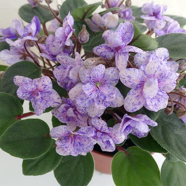 ★入荷から日数が経ったためセール価格となりました。商品の状態は画像と異なる場合があります。★なんとも愛らしい小輪八重咲きのセントポーリア。トレイル種は茎が長く下垂して花をつけます。草花のような自然な株姿が可憐です。セントポーリアは室内花の女...