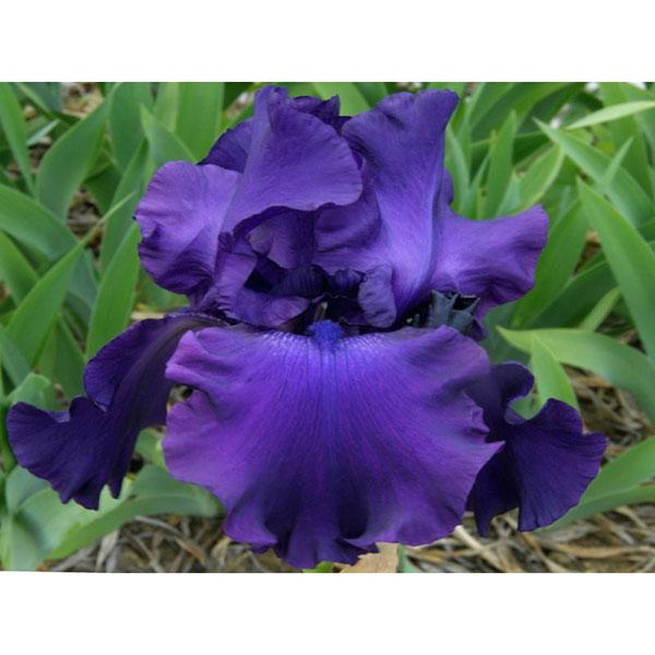 ★入荷から日数が経ったためセール価格となりました。商品の状態は画像と異なる場合があります。★光あふれる虹の花、ジャーマンアイリス。地中海地方原産で、花上部のひらひらが大きいのが特徴です。ほとんどの品種に、それぞれ固有の素晴らしい香りがありま...