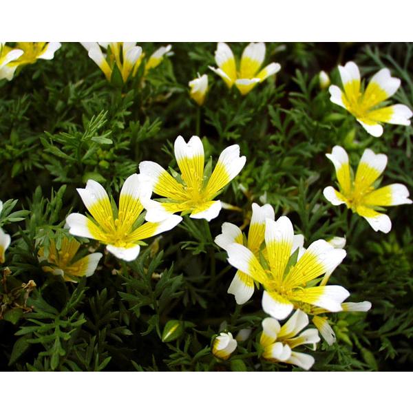 ★入荷から日数が経ったためセール価格となりました。商品の状態は画像と異なる場合があります。★ポーチド・エッグ・フラワーとも呼ばれるリムナンテス。名前の通り、目玉焼きのような、明るい黄色と白の花が印象的です。耐寒性が強く、花壇の縁取りやグラン...