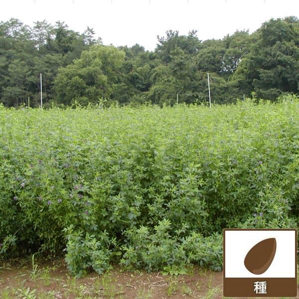 アルファルファはマメ科の牧草で、別名ルーサン（lucerne）ともいいます。チモシーと並び人気の牧草で、粗たん白質、カルシウムの含有率が高いです。「ハルワカバ」は北海道農業研究センター育成品種（OECD登録品種）で、花期はヒサワカバと同時期...