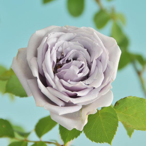 「星の王子」は、淡青紫色の四季咲き中輪バラです。花径7〜8cm、八重咲きで弁数は約60枚。直立性の株はコンパクトにまとまり、夏でも葉が落ちにくい強健性のブルーローズです。耐寒性も強く、氷点下20度位までなら耐えられます。微かにブルーローズ特...