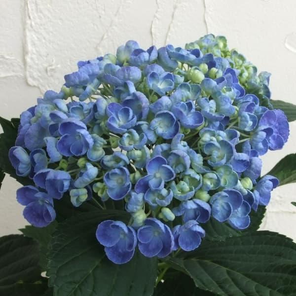 ★この商品は苗木です★ポップコーンはウズアジサイタイプのかわいい花。鮮明な青い色も大変印象的です。※詳しい商品説明は下のほうに記載があります