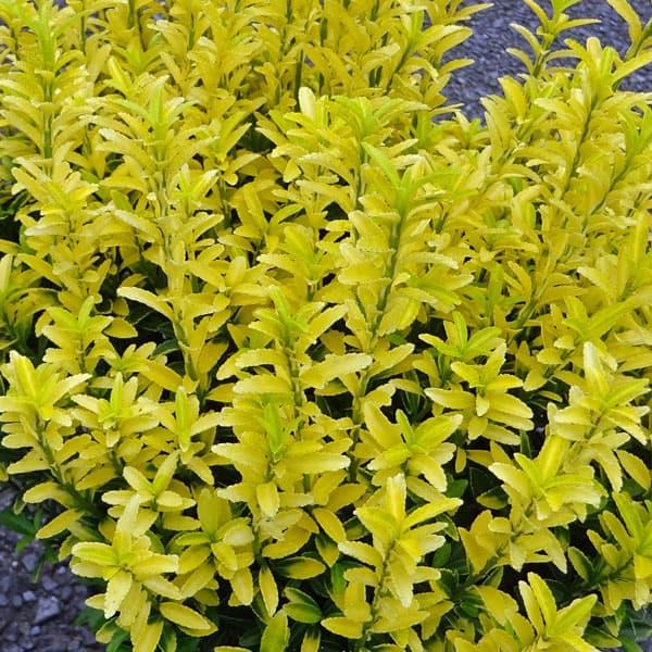 マサキは海岸近くの林に自生する常緑小高木。厚い光沢のある葉をもち、庭木や生垣としてよく植えられます。初夏に目立たない小さな花を房咲きに咲かせ、冬にはオレンジ色の実が多数釣り下がった状態でつきます。※詳しい商品説明は下のほうに記載があります