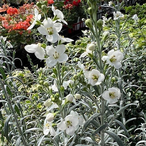 春と秋に白い花を咲かせる多年草 ゴンフォスティグマは清楚な野の花の風情を持つシルバーリーフ系の草花。立性タイプの植物で、夏と秋に香りのある白い花を咲かせます。また、一年中シルバーリーフの葉は楽しめますが、冬のシルバー色は一段と綺麗です。暑さ...