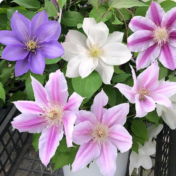 花つき抜群のクレマチスの大輪系3品種、ドクターラッペル、パストラーレ、北浜　が一つの鉢で楽しめる、ボリューム満点の3色咲き鉢植えです。※詳しい商品説明は下のほうに記載があります