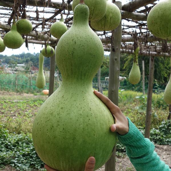 ウリ科のつる性1年草。日よけ・観賞用のほか、果実を加工して置物やおもちゃにして楽しめます。果実は長さ30cm前後、直径15cmほどでになります。※詳しい商品説明は下のほうに記載があります