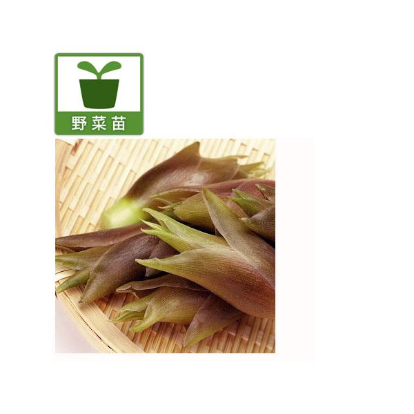 来秋収穫見込株 少し大きめで、味も風味も良い秋ミョウガが採れるミョウガの品種です。9〜10月頃にとれる秋ミョウガは、素焼きにして合わせ味噌をつけて食べるのがおすすめ。また、春にはミョウガダケを軟白栽培で作ることができるので、高級食材として人...