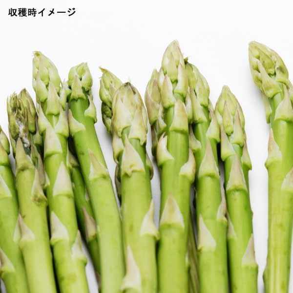 アスパラガスは家庭菜園で手軽に作れる強健な野菜です。収穫の楽しさは格別。そして、新鮮なものは味わい豊かです。強健で育てやすいグリーンアスパラです。品種はハイデルです。ハイデルは耐寒性が強く、早期より収穫出来る極早生種です。頭部のしまりが密で...