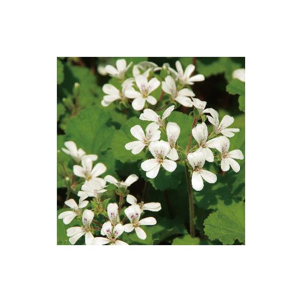 オーストラーレはぺラルゴニウムの原種タイプ。花径1cm程の小さな花を花茎の先に咲かせます。ふんわりとした草姿に垂れるように花が咲くので、ハンギングバスケットになどにおすすめ！暑さ、寒さに強く、夏を除きほぼ四季咲き性で白い小花を長期間楽しめま...