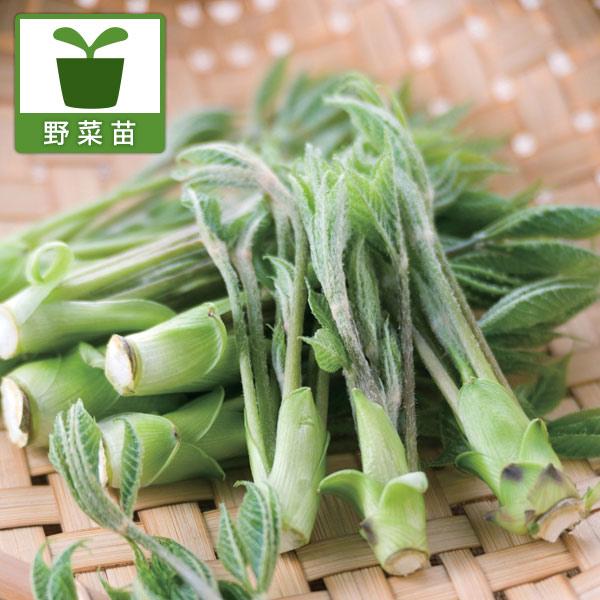 北海道から九州まで自生するウコギ科の落葉高木です。山菜として人気があり、4月に出る新しい芽を付け根からもぎ取り、おひたし、てんぷらやごま和えに利用します。脂肪やたんぱく質に富み、こくのある絶品です。雑木林風の庭園樹としても好まれ、また、材は...