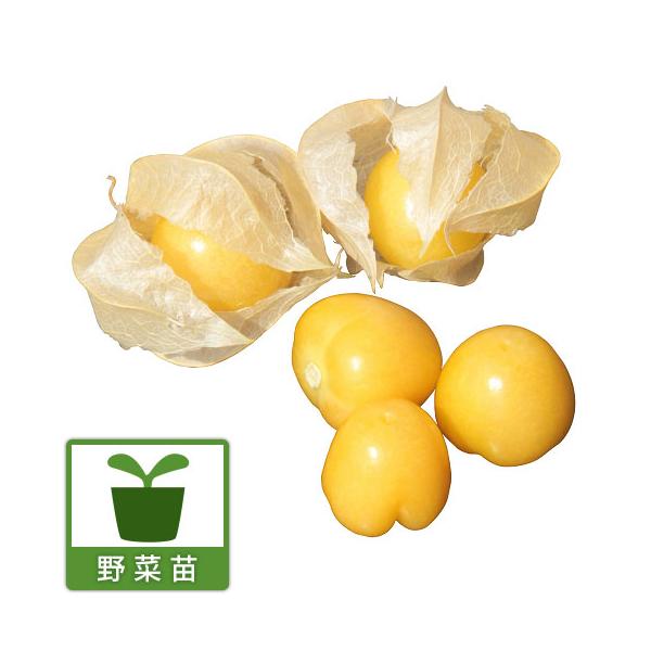 食用ホオズキはゴールデンベリー、ケープグーズベリーとも呼ばれ、新食材としてレストランなどでも注目を集めています。「キャンディーランタン」は甘みが強く（糖度12〜15度）、酸味の少ない系統です。まるでマンゴーのような味と香りで、これまでの食用...