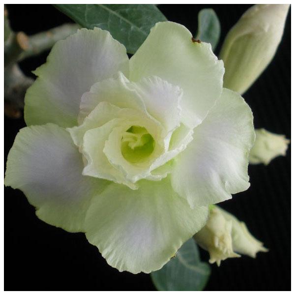 20年以上アデニウムを育成している育種家の八重咲きシリーズ「天空のバラ」。バラのように咲く美しいアデニウムです。アデニウムは南アフリカ、カラハリ砂漠近辺の一部の地域に自生する乾燥に強い塊根植物（多肉植物の仲間）。根元がぷっくりと膨らむ独特の...