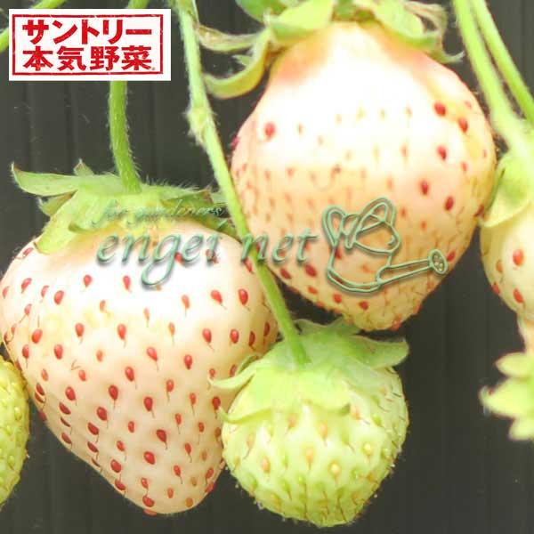 【発売日：2026年09月24日】フルーティで甘い白イチゴ！甘さ、丈夫さにこだわったサントリーフラワーズの本気野菜シリーズのいちごです。一度食べたら忘れられない「蜜」のような濃い甘さがあります。まるでパインのような強い芳香、香りも美味しいイ...