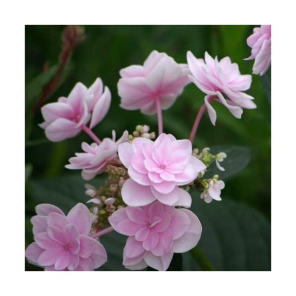 ★この商品は苗木です★庭植え向きの丈夫さを持ち合わせながら、花がバラエティーに富み美しく、毎年よく咲くように改良を重ねた品種群：加茂セレクションのアジサイです。従来のハイドランジア系の品種は地域によっては冬場の乾燥によって花芽が枯れてしまう...