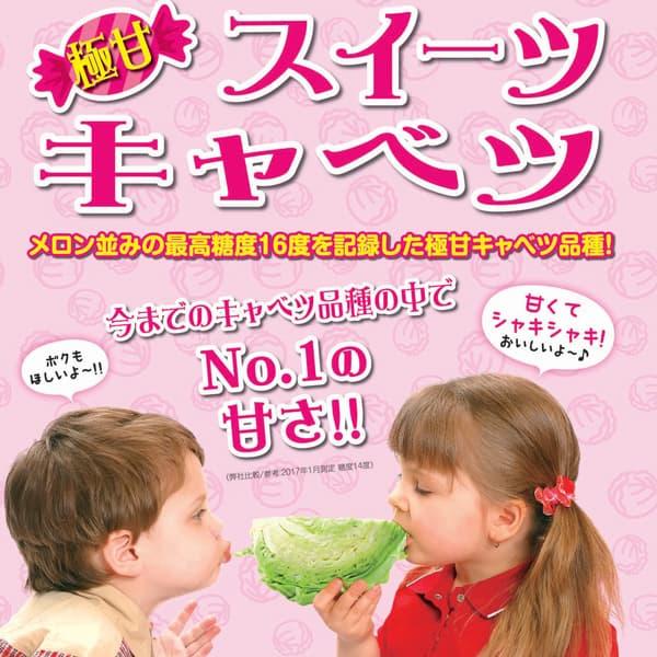 【発売日：2026年08月27日】メロン並みの最高糖度16度を記録した極甘キャベツ品種。フルーツ並みの糖度で料理の主役になれるキャベツ。極甘ナンバー1。芯の方が美味しいキャベツです。生でパリパリ歯ごたえ、加熱するとよく甘く感じます。※詳しい...