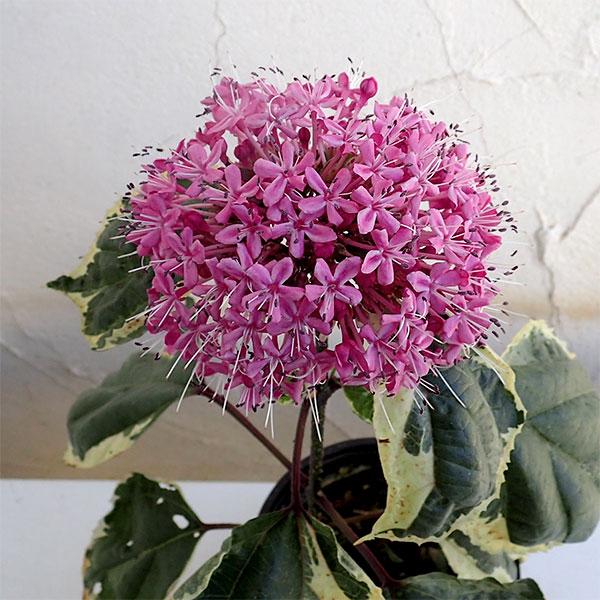 ★一番花が開花終了のため特価です。★ボタンクサギの斑入り葉品種です。緑の葉にクリーム色の斑が入り、明るいイメージ。初夏から夏にかけて、濃紫桃色の手まり咲きのかわいい花を咲かせ、葉とのコントラストもくっきりと非常に美しい品種です。甘い芳香もあ...