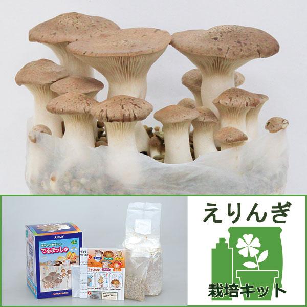 【発売日：2026年10月22日】家庭用のきのこ栽培キット。発芽から約2週間できのこが収穫できます。育てて食べる究極の楽しみの栽培セットです。※詳しい商品説明は下のほうに記載があります