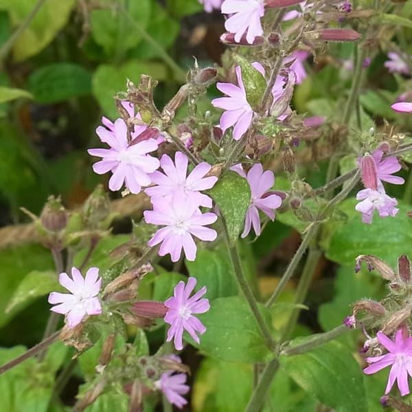 開花期間が長いシレネの仲間 ★入荷から日数が経ったためセール価格となりました。商品の状態は画像と異なる場合があります。★キャンピオンは直立した細い花茎に袋状のガクのある5弁のかわいい花を咲かせるシレネの仲間です。明るいローズ色の品種で、開花...