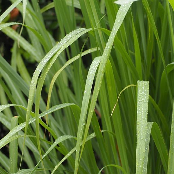 レモングラスは熱帯アジアに自生するススキの1種で、レモンの香りがします。トムヤンクンなどのタイ料理には欠かせない香草です。石鹸やリンス、香水、キャンディの香り付けにも使われます。暑さには大変強く、夏の間はよく成長して大株になります。寒さには...