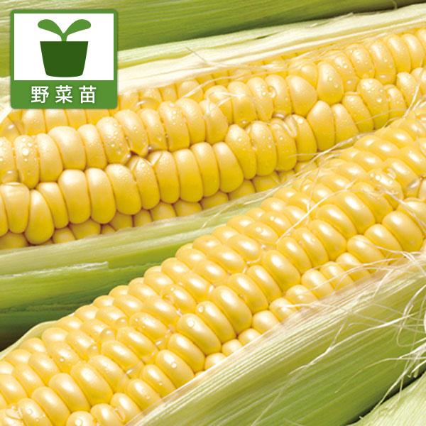 【発売日：2026年08月27日】８月末〜９月に植えて冬に収穫するクリスマスコーン（トウモロコシ）です。秋植えなので昼夜の寒暖の差でより甘くなり、虫もつきにくく、台風などの被害も受けにくいので栽培しやすい野菜苗です。植え付け後、75日くらい...