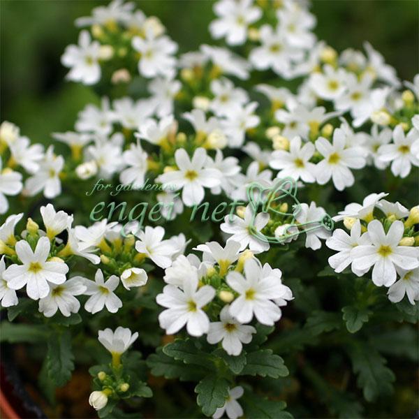 ヨーロッパの山岳の岩場に自生し、マットを形成する半常緑の多年草です。春から夏にかけて愛らしい花が星をちりばめたようにこんもりと咲きます。鉢植えにするとあふれるように咲き、たいへん可憐です。明るいピンク色で、ロックガーデンやコンテナ、壁面の演...