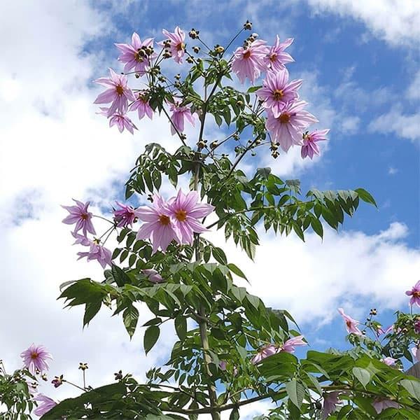 皇帝ダリアはメキシコ原産の巨大なダリアで、木立ダリア、ツリーダリアとも呼ばれます。植え付けて数ヶ月で3〜4mに伸び、秋から冬にかけて何十輪もの美しい花を咲かせます。花色は青みがかったピンクで、直径15cmくらいの大輪です。※詳しい商品説明は...